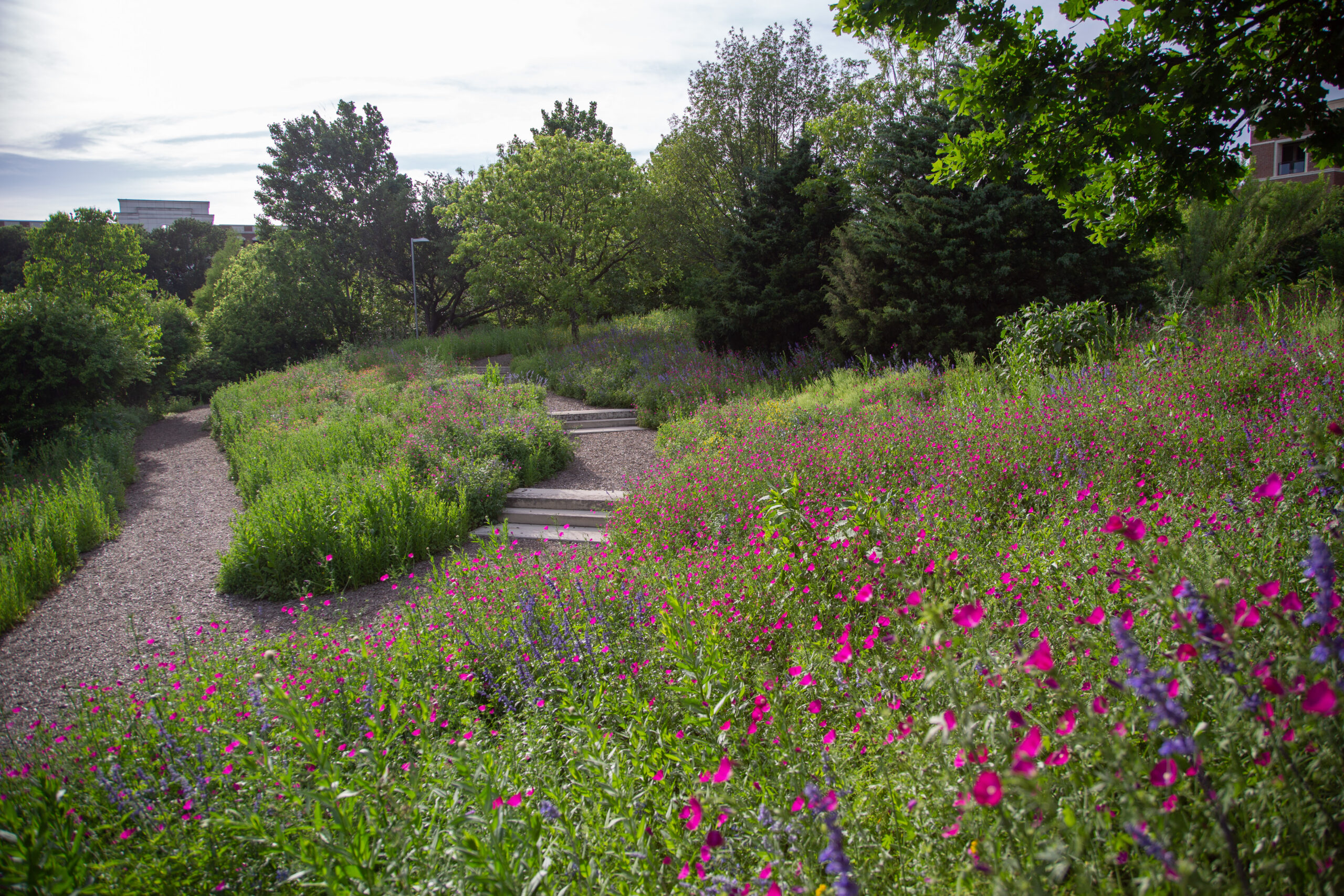 Guided Tour of the Laura W. Bush Native Texas Park | Bush Center