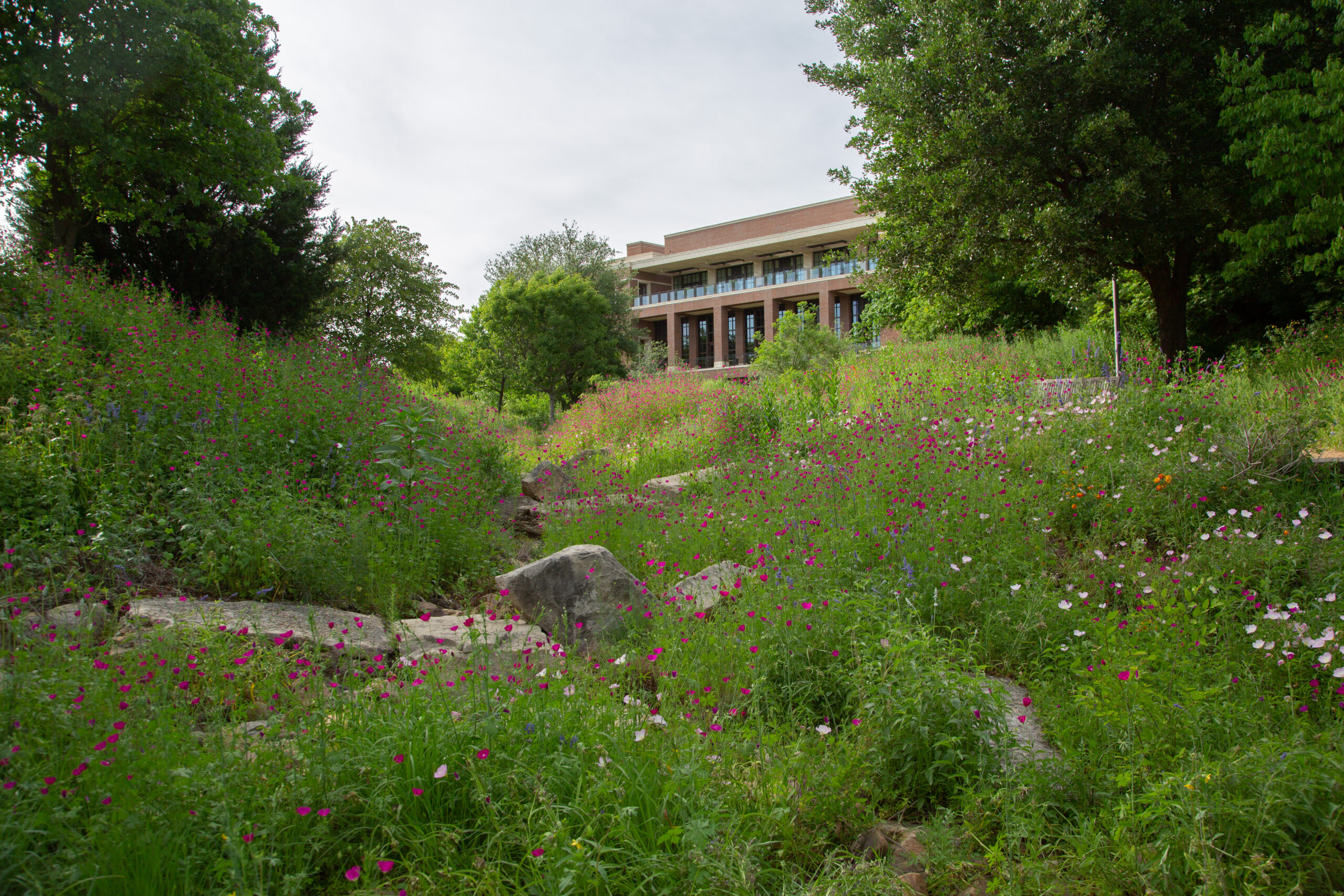 Guided Tour of the Laura W. Bush Native Texas Park | Bush Center