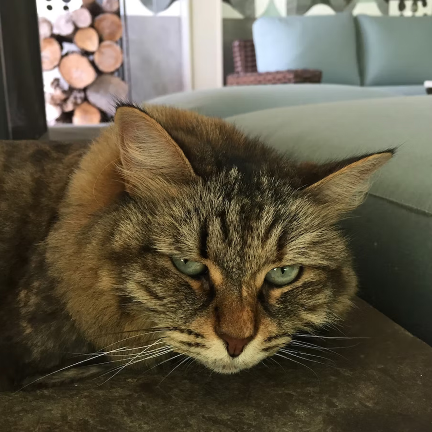 Bush Family Pets | George W. Bush Presidential Center