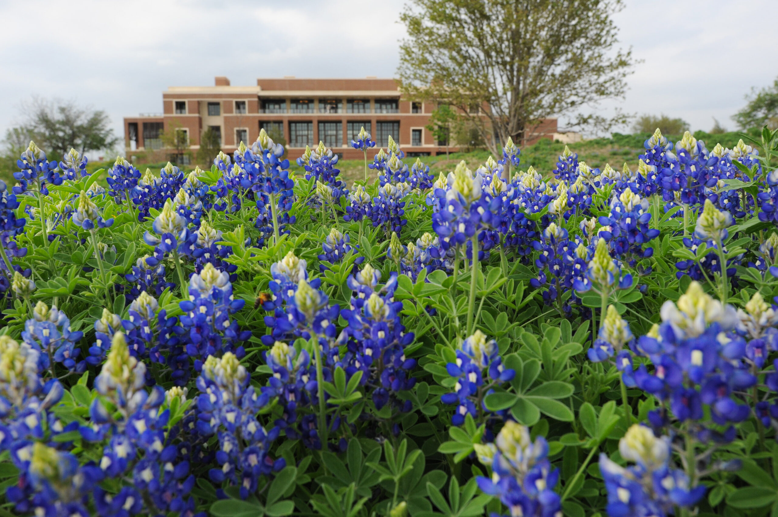 Enjoy the Spring Weather with Free Bluebonnet Tours | George W. Bush ...