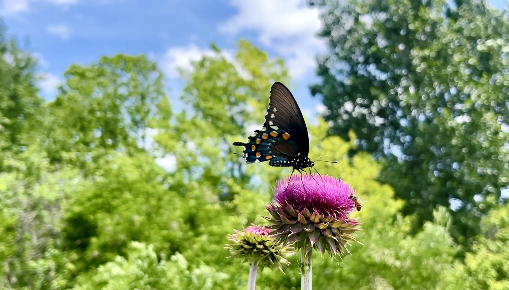 Guided Tour of the Laura W. Bush Native Texas Park | Bush Center