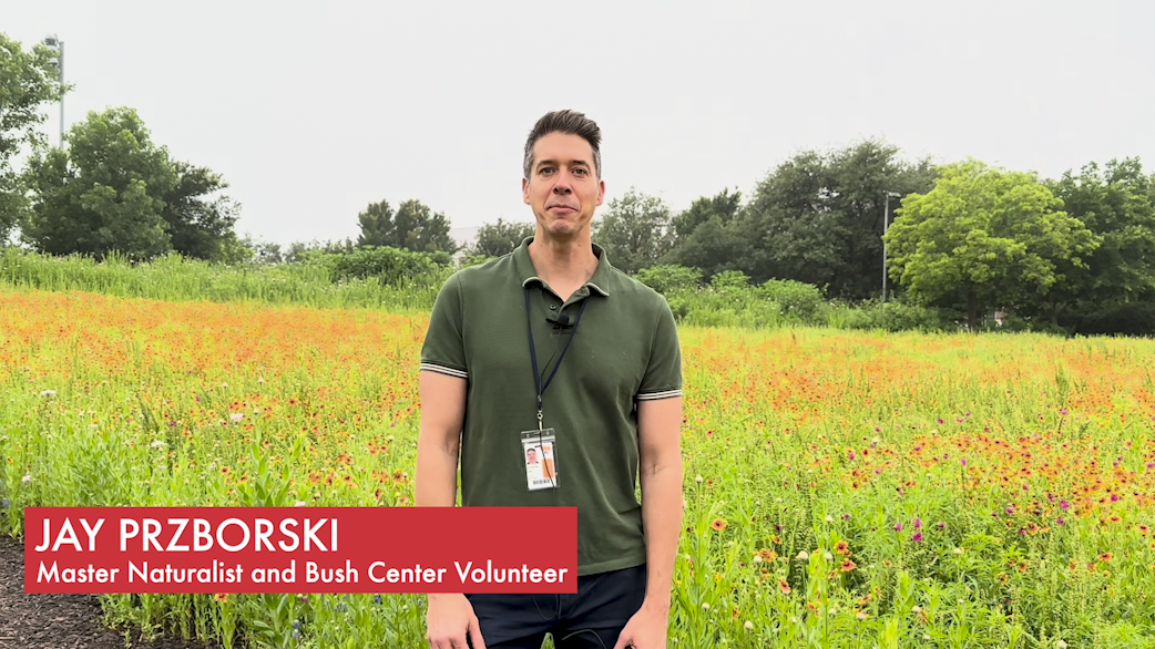A glimpse into the Wildflower Meadow in the Laura W. Bush Native Texas ...